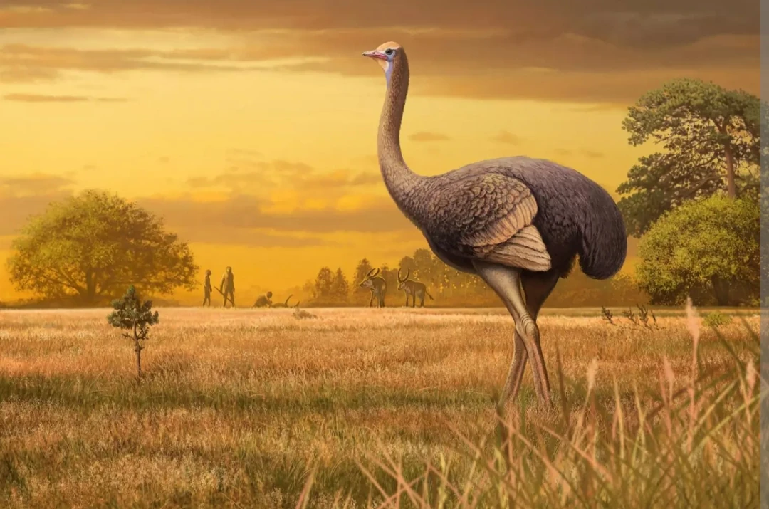 Identify this Prehistoric Ostrich - Easy | Fandom