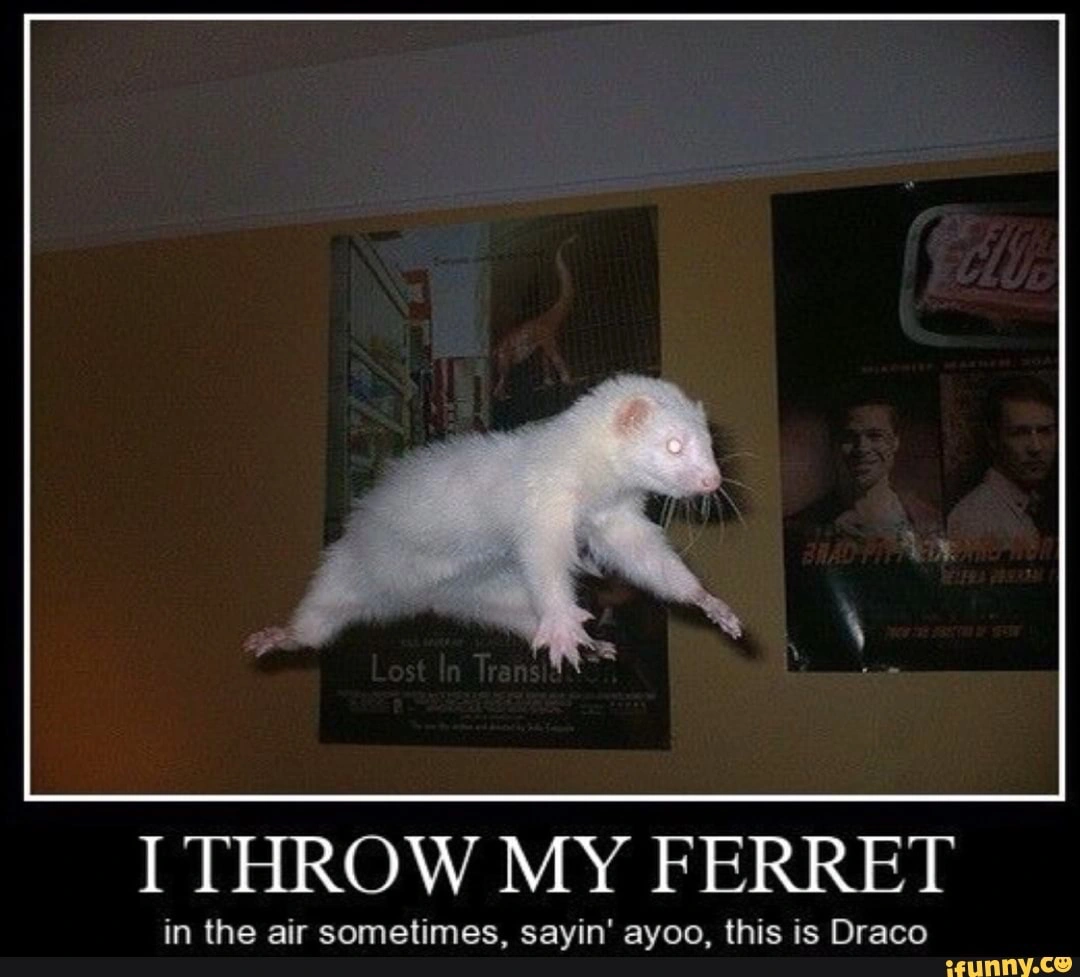 Ferrets Memes Ferret Memes