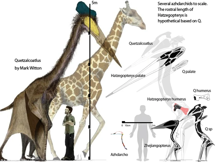 TOP 5 CREATURES I WANT IN COS | Fandom