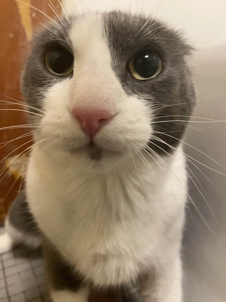 Meme of the day | Fandom