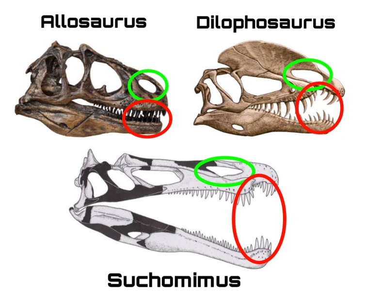 PISCIVORE DILOPHOSAURUS THEORY | Fandom