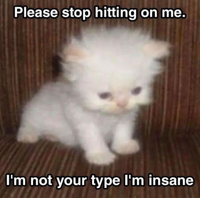 Silly Cat Meme Thread Fandom