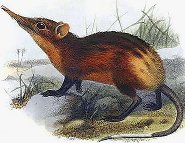 Which of these Shrews or Small Insectivores would you like to see? | Fandom