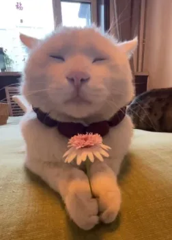 Flower Kitty | Fandom