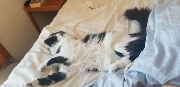 Howdy Howdy Howdy | Fandom