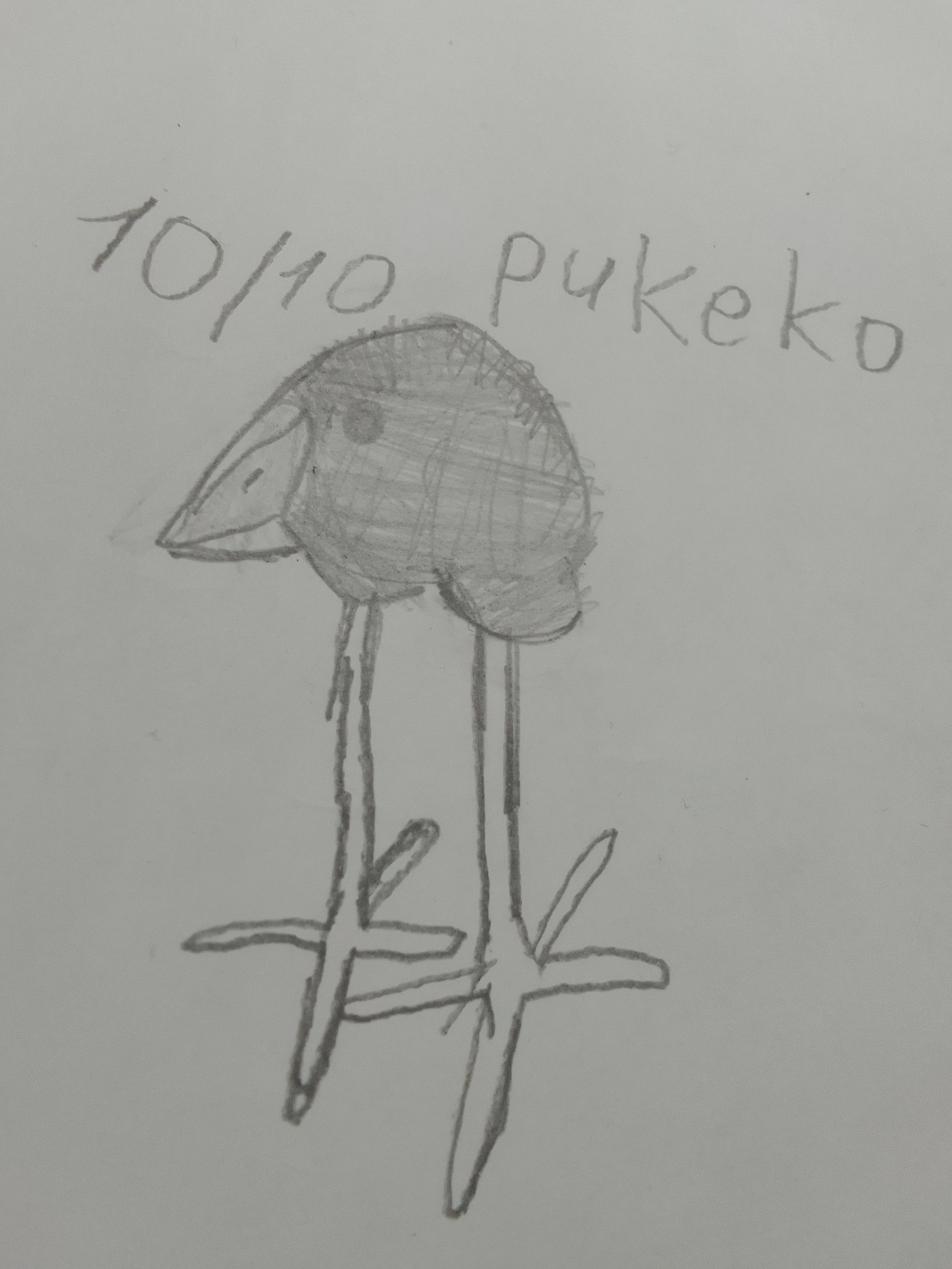 pukeko | Fandom