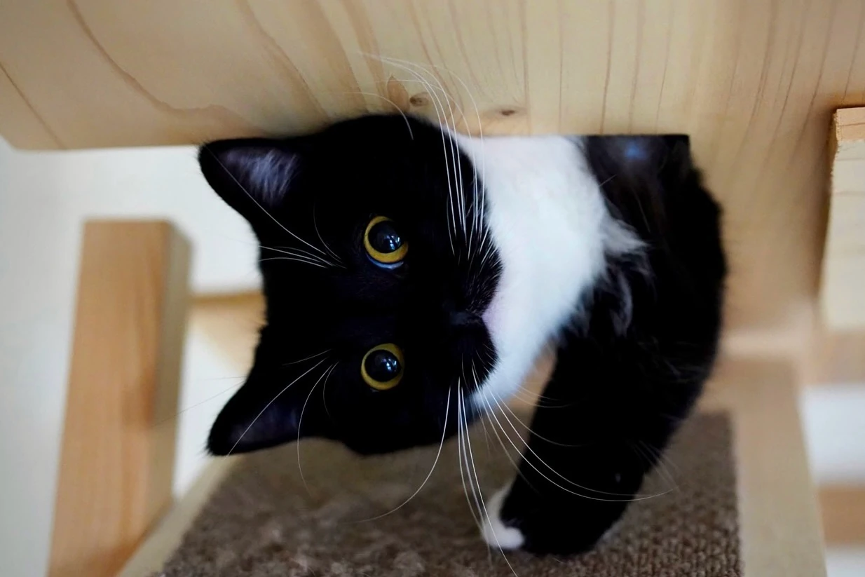 hello tc2 wiki | Fandom