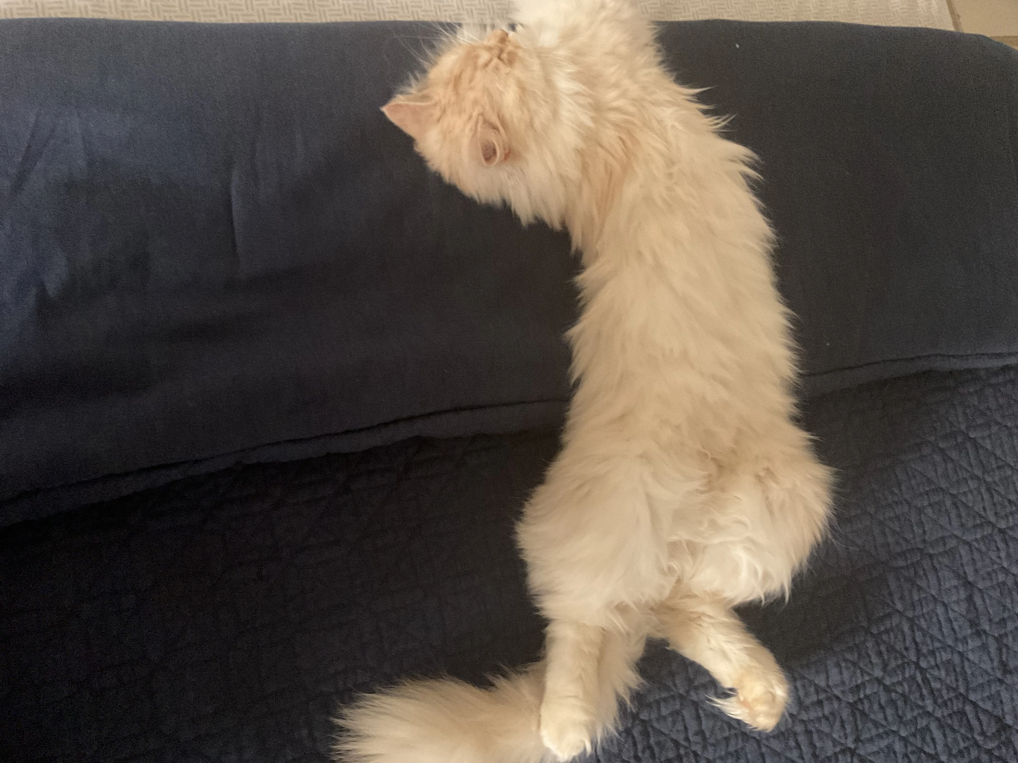 Daily Cat Image #867 | Fandom