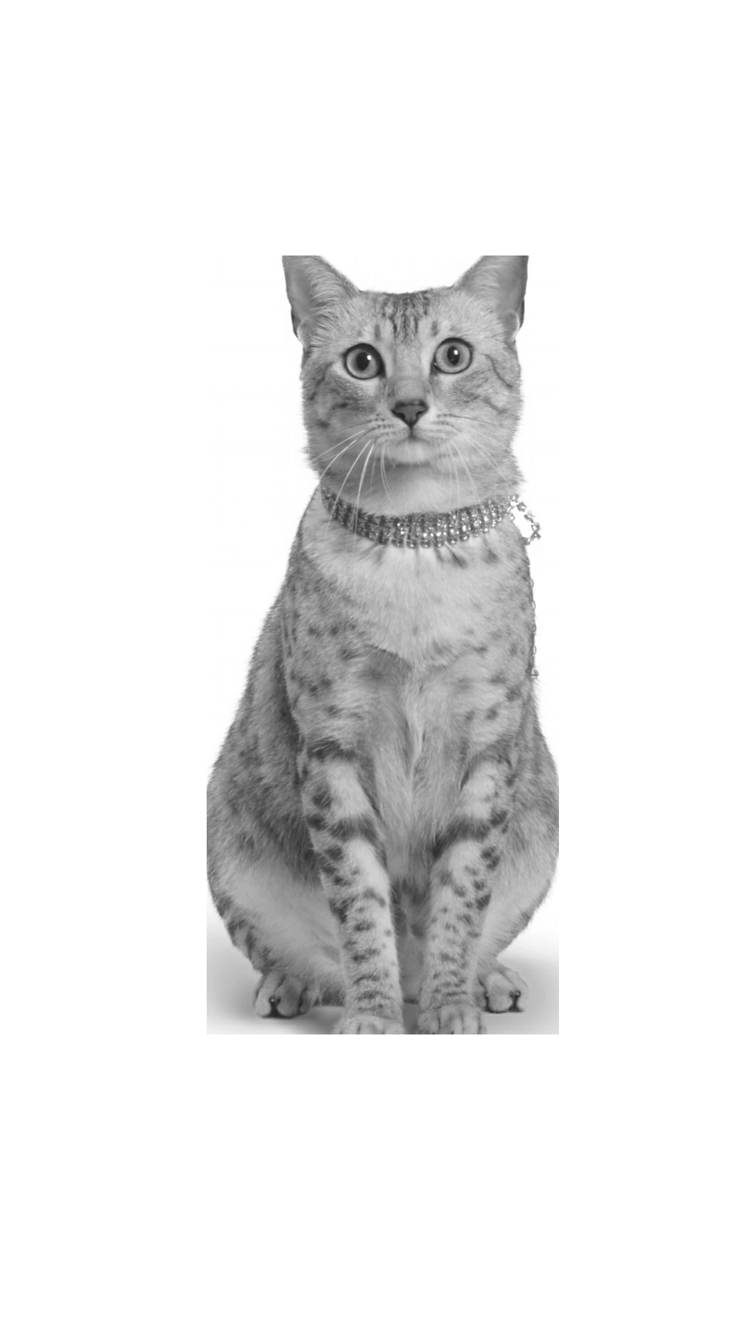 Saladin | The 39 Clues Wiki | Fandom