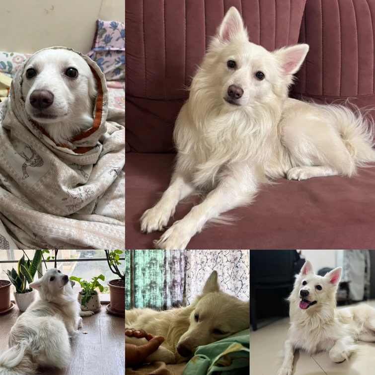 My dog!!!!! | Fandom