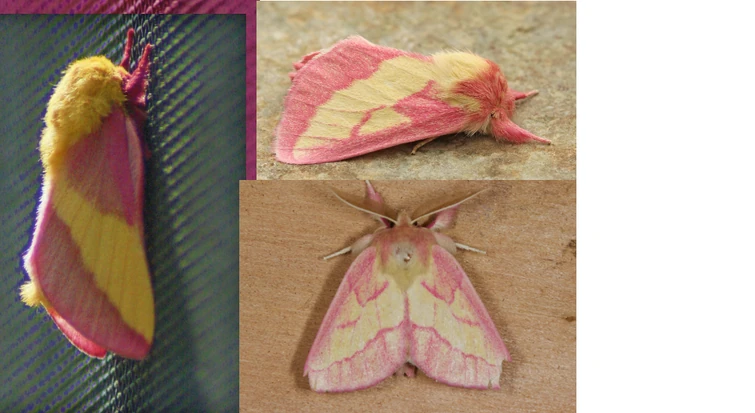 Discuss Everything About Wings of Fire Fanon Wiki | Fandom