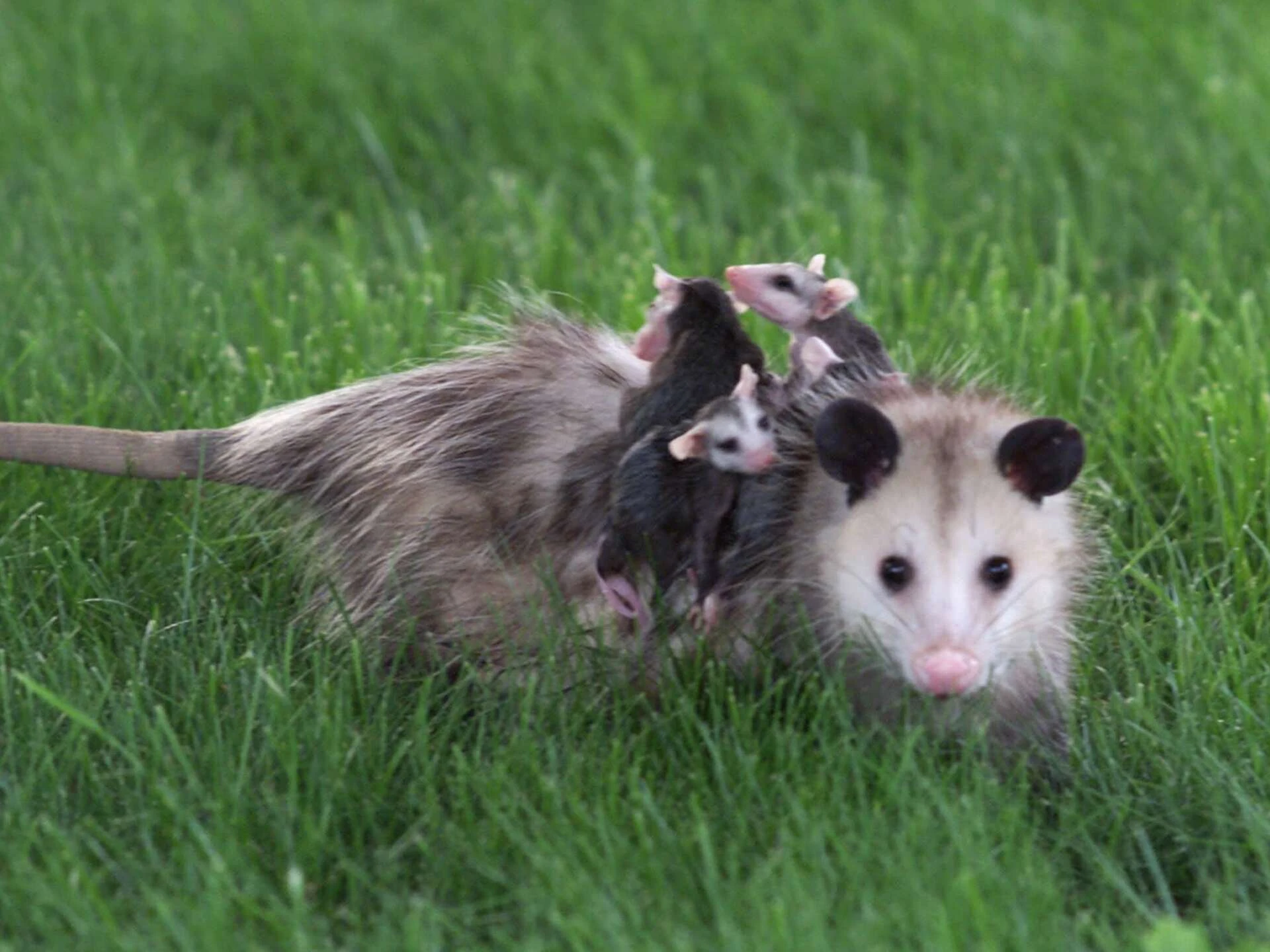 *pulls out opossum pic dump* | Fandom