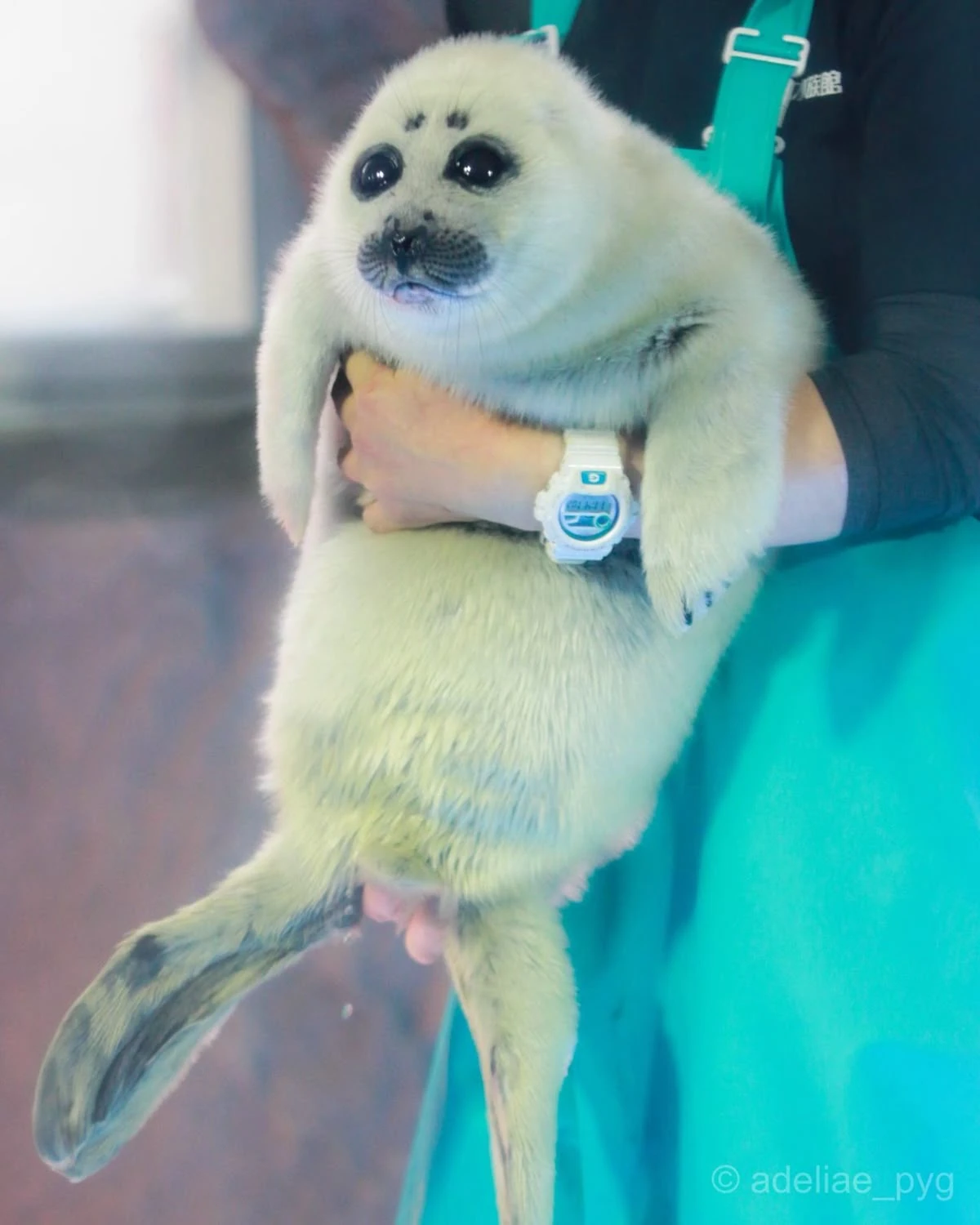 I’m obsessed with a seal named niko | Fandom