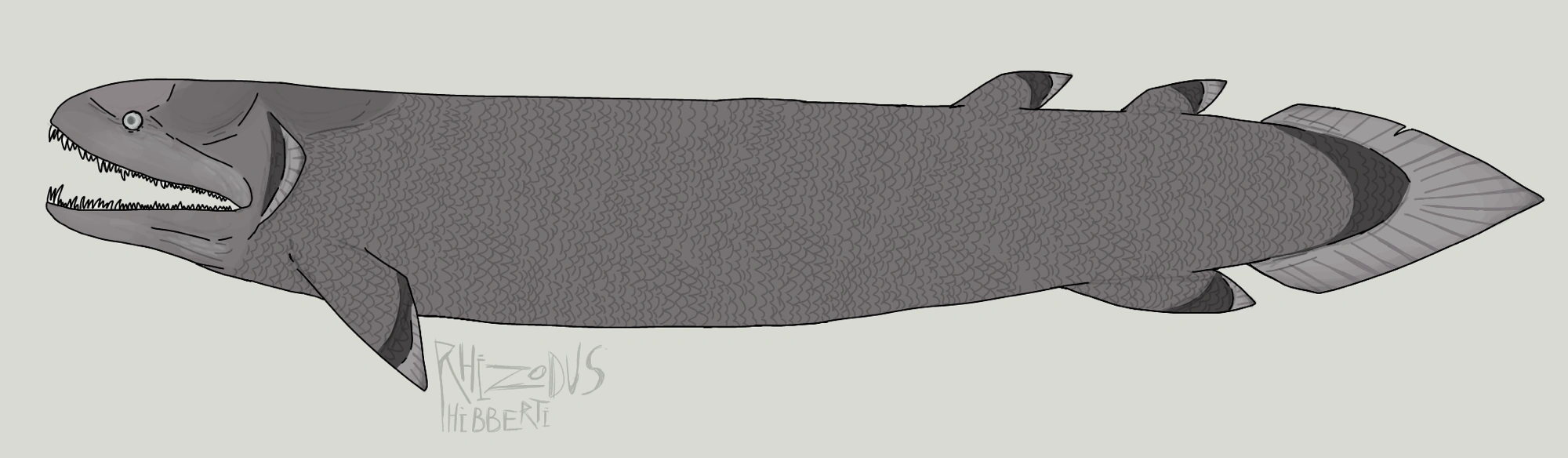 Rhizodus hibberti drawing | Fandom