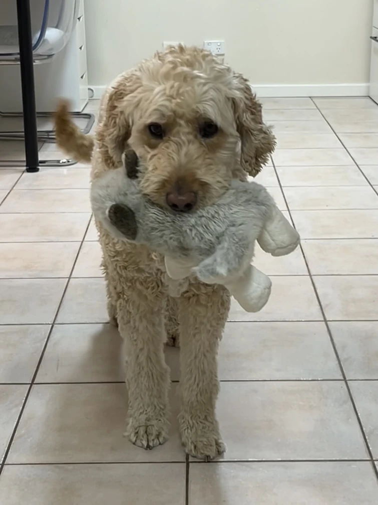 Yaya dog posting time | Fandom