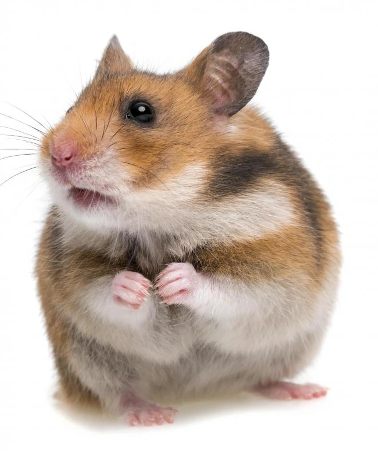 This should be a meme | Fandom