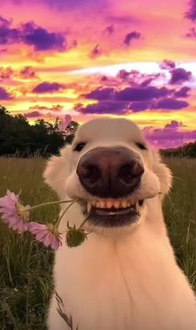 WHAT AM I EVEN SUPPOSED TO DO IN THIS SITUATION. | Fandom