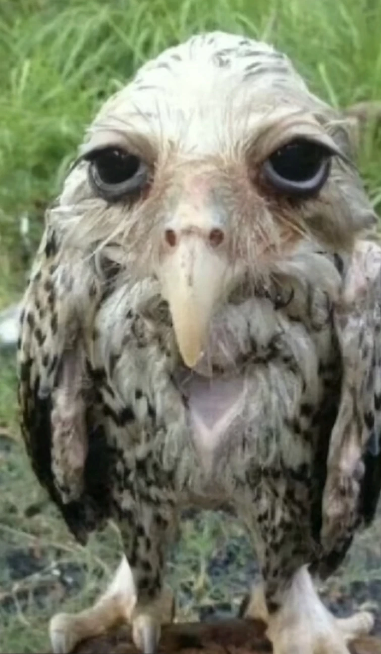 Discuss Everything About Creatures of Sonaria Wiki | Fandom