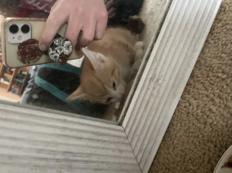 MY KITTY! | Fandom