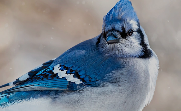 Why is everyone getting depressed... | Fandom