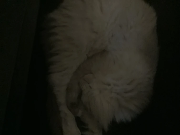 Daily Cat Image #581 | Fandom