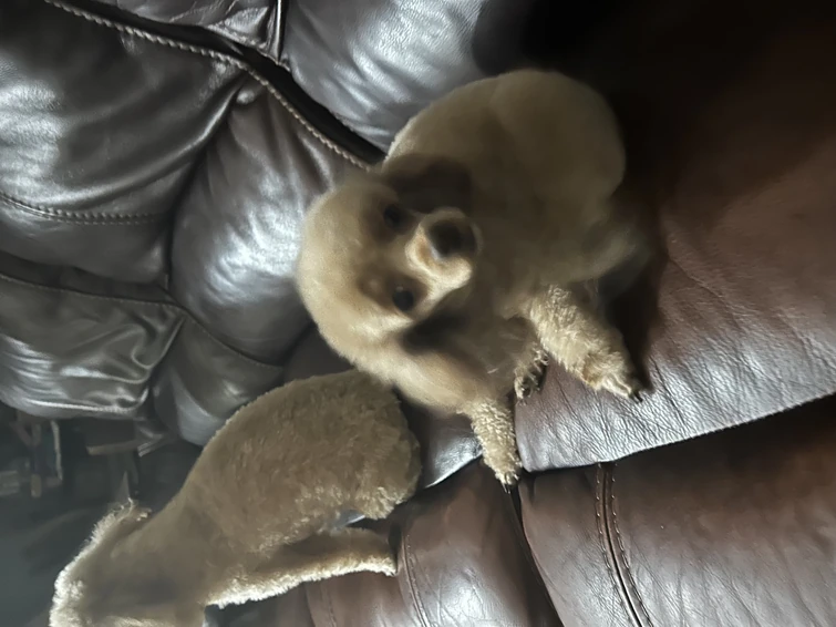 my new puppy | Fandom