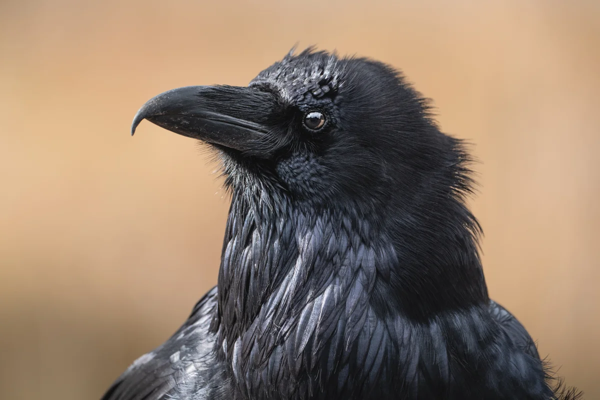 which creature looks or acts the most like a crow? | Fandom