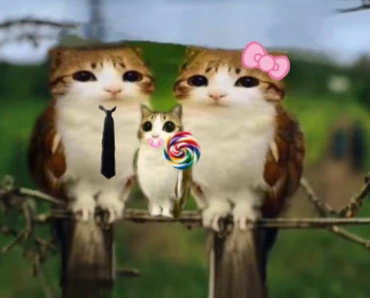 the best meowl? | Fandom