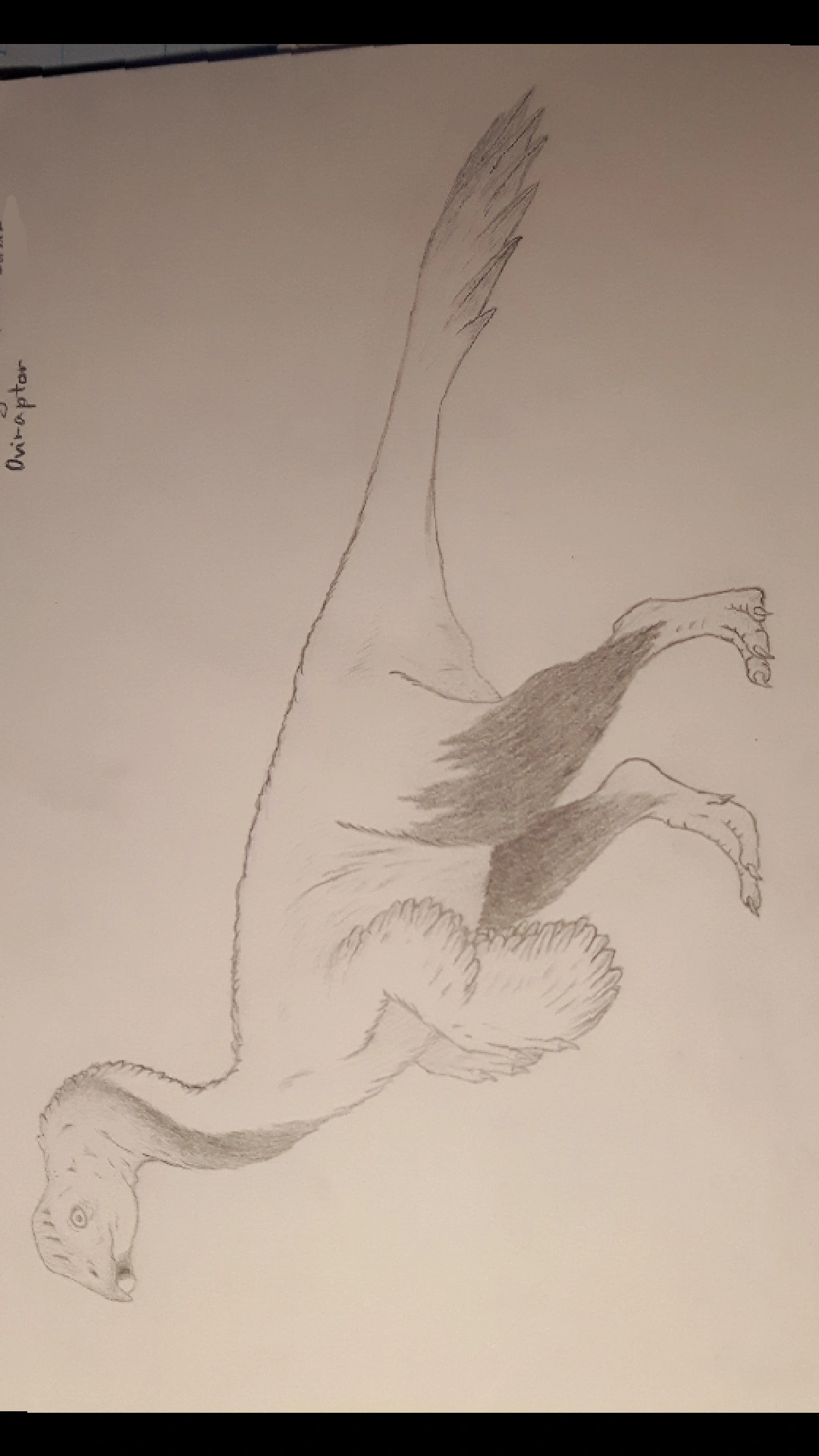 Oviraptor art | Fandom