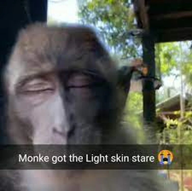 Monkey monkey monkey!! | Fandom