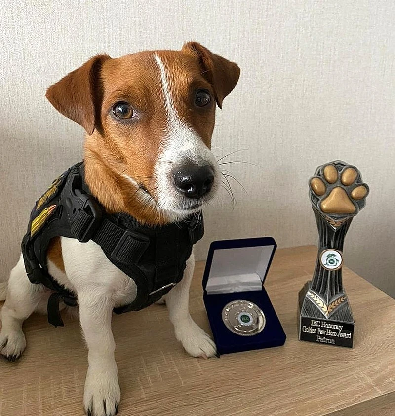 Happy 5th Birthday, Patron! | Fandom