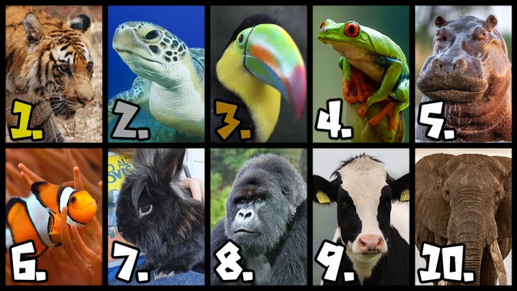 My 10 Favorite Animals | Fandom