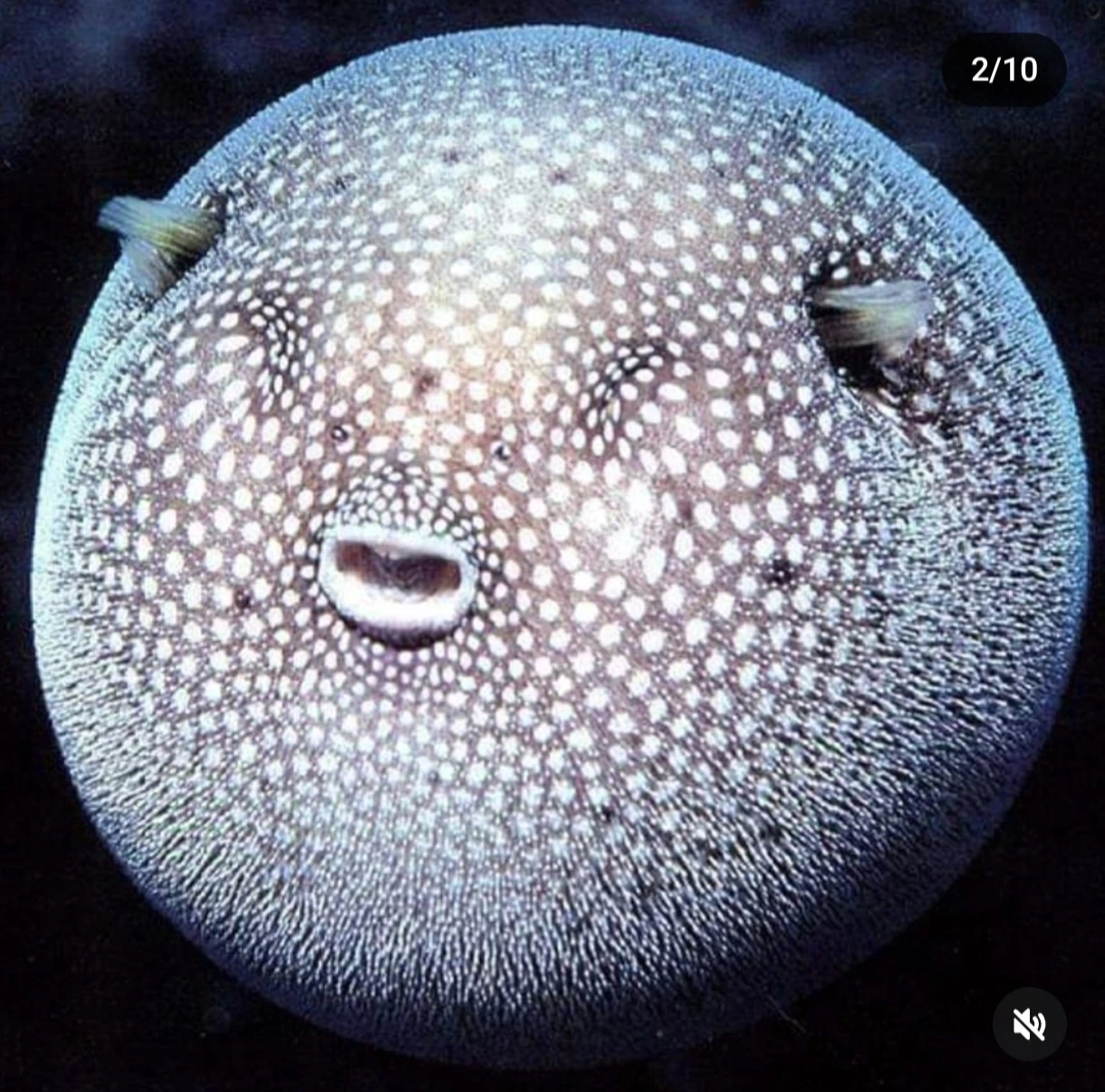 Round Pufferfish | Fandom