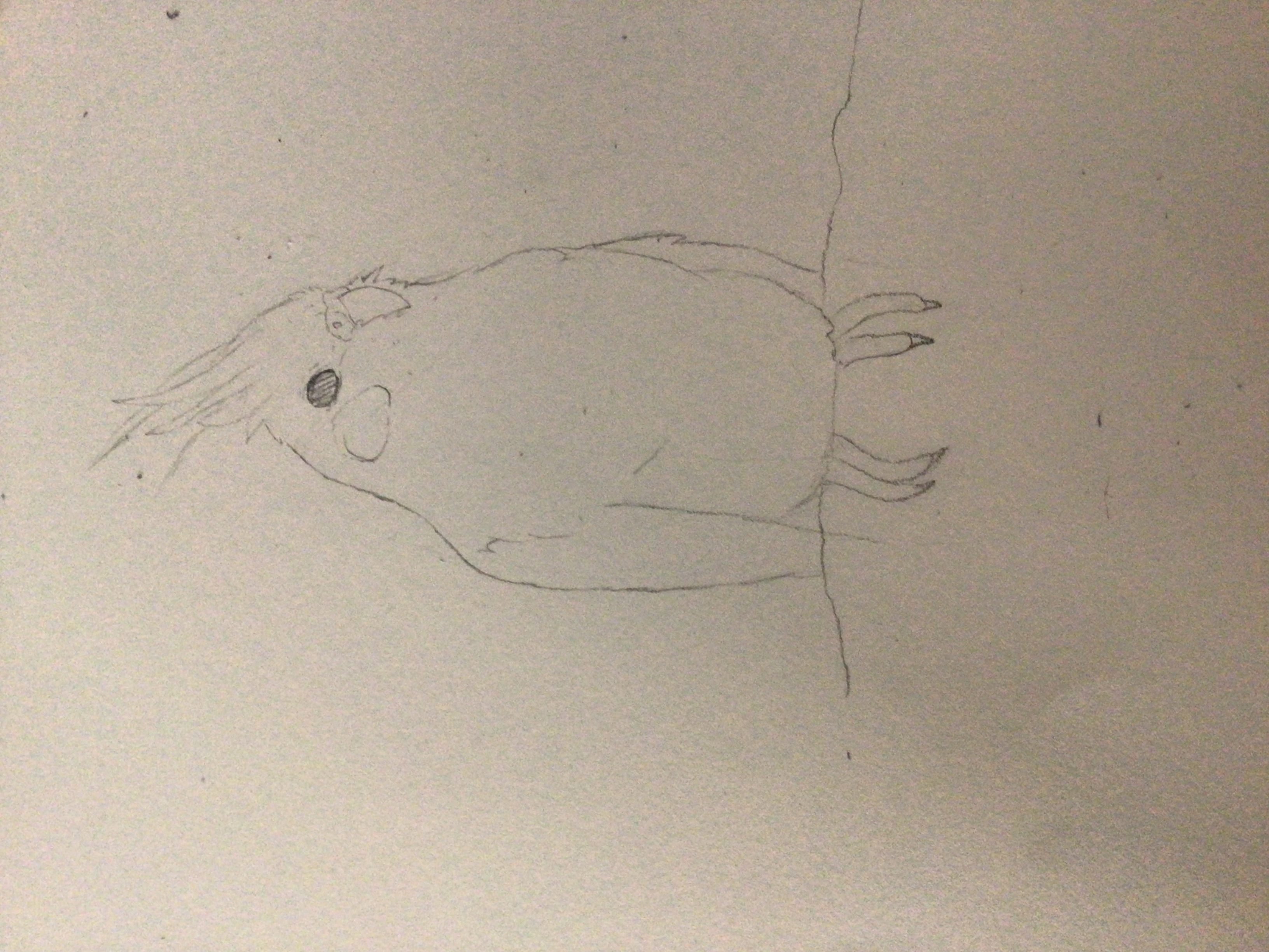 Drawing my birb for an art project | Fandom