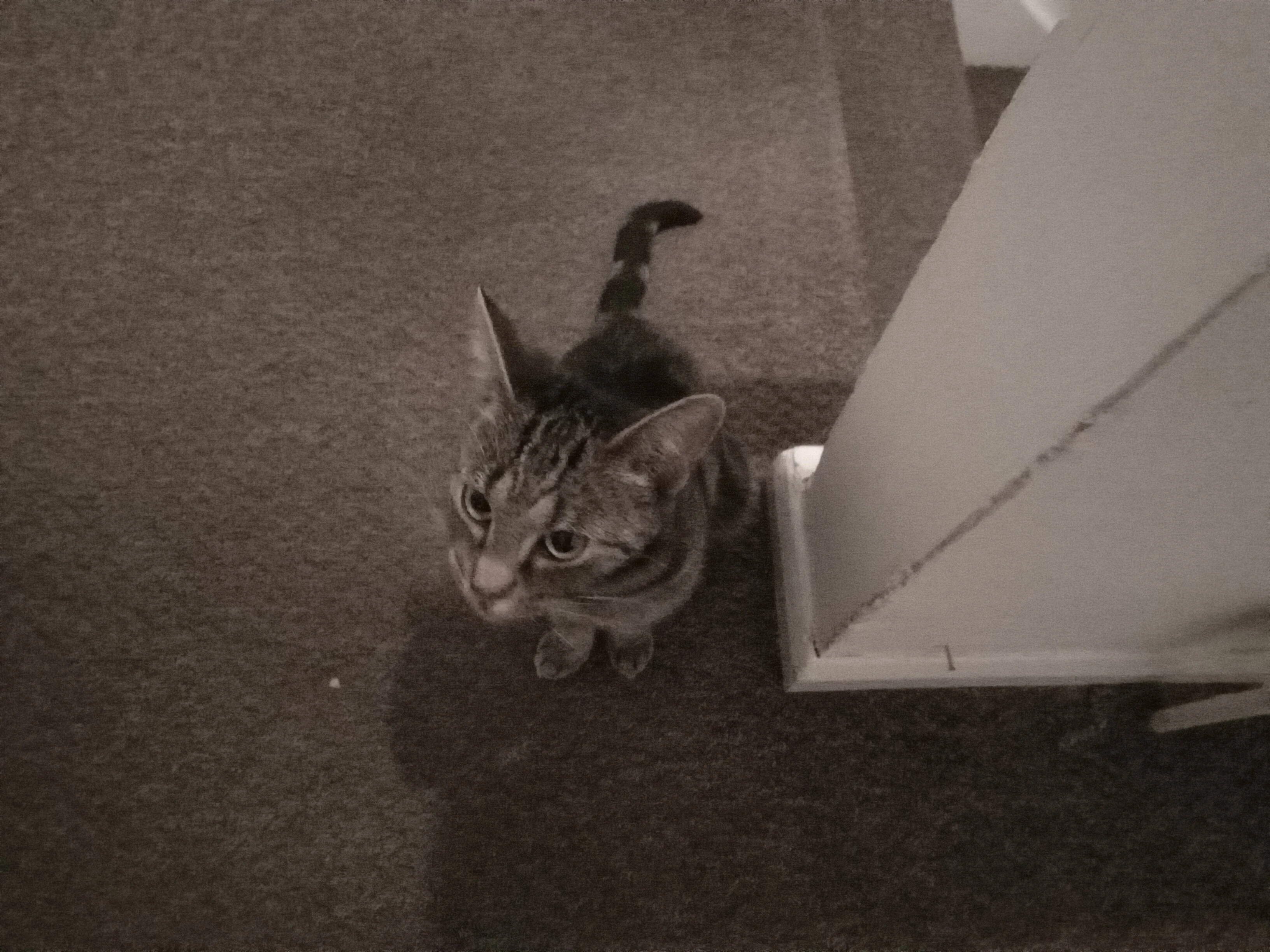 Dotty is here to say hi! | Fandom