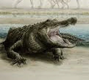 America WDYLM:Preliminary Round(22/40) | Fandom