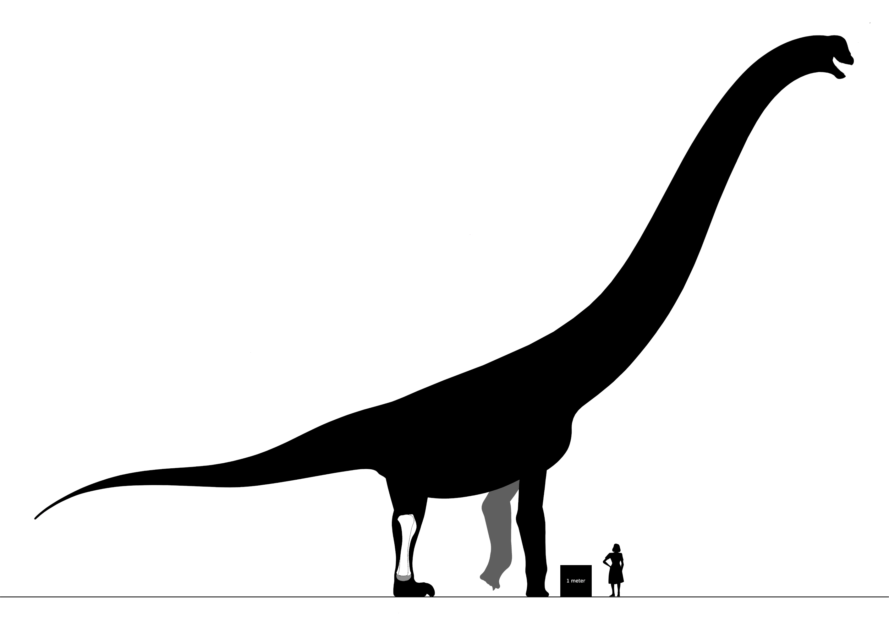 Bruhathkayosaurus skeletals | Fandom