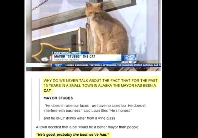 MAYOR CAT LETS ...