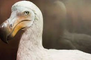 Pick a Dodo | Fandom