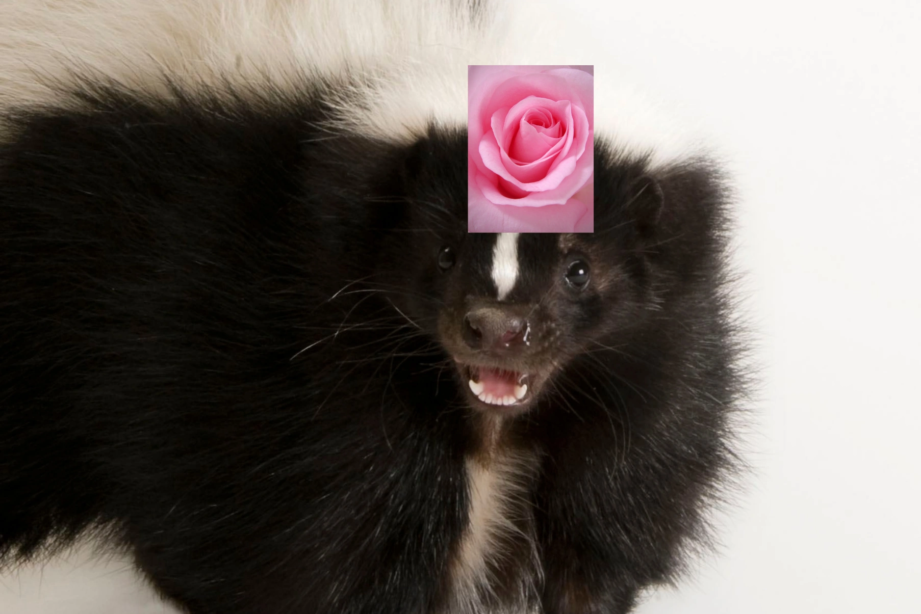 HTF in real life pt 2 | Fandom