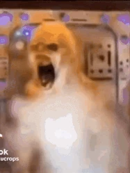 the indescribable rage forming within me everytime I see dandys world ...