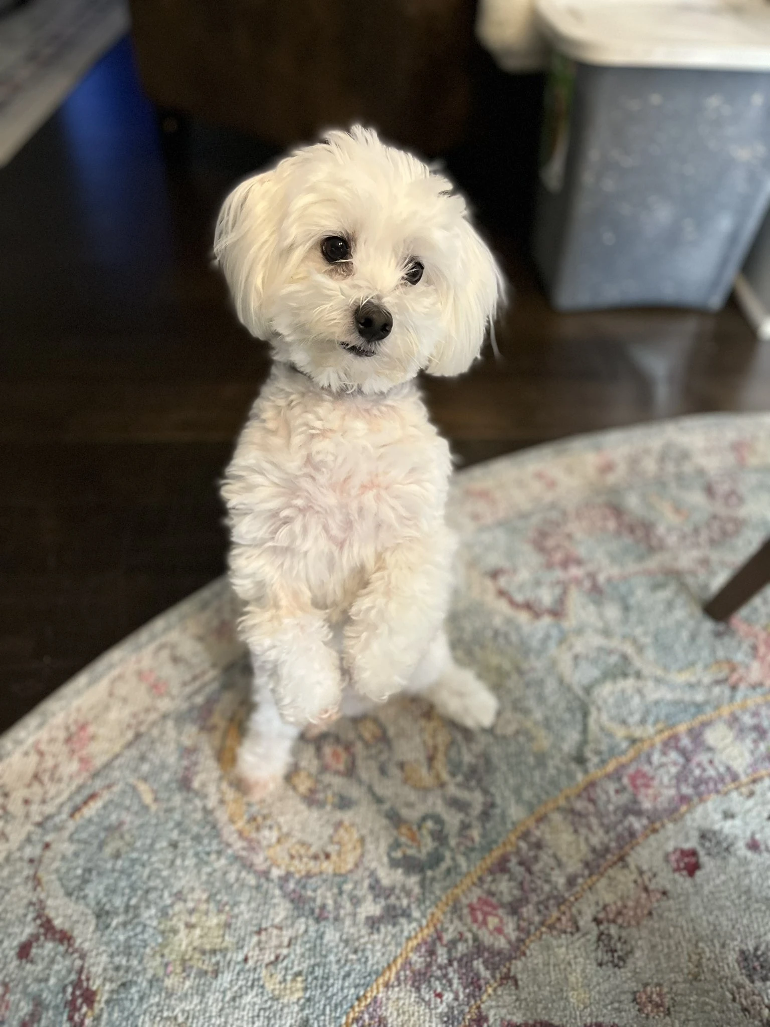 Meet Olaf and Amos my dogs | Fandom