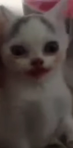 JOIN THE WATERMELON CAT ARMY (BLOOKET RELATED) | Fandom