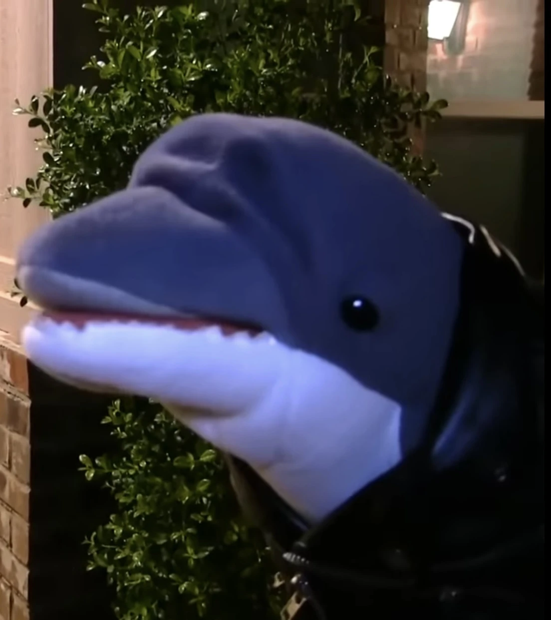 New MB proposal The Loan Dolphin from Sml | Fandom