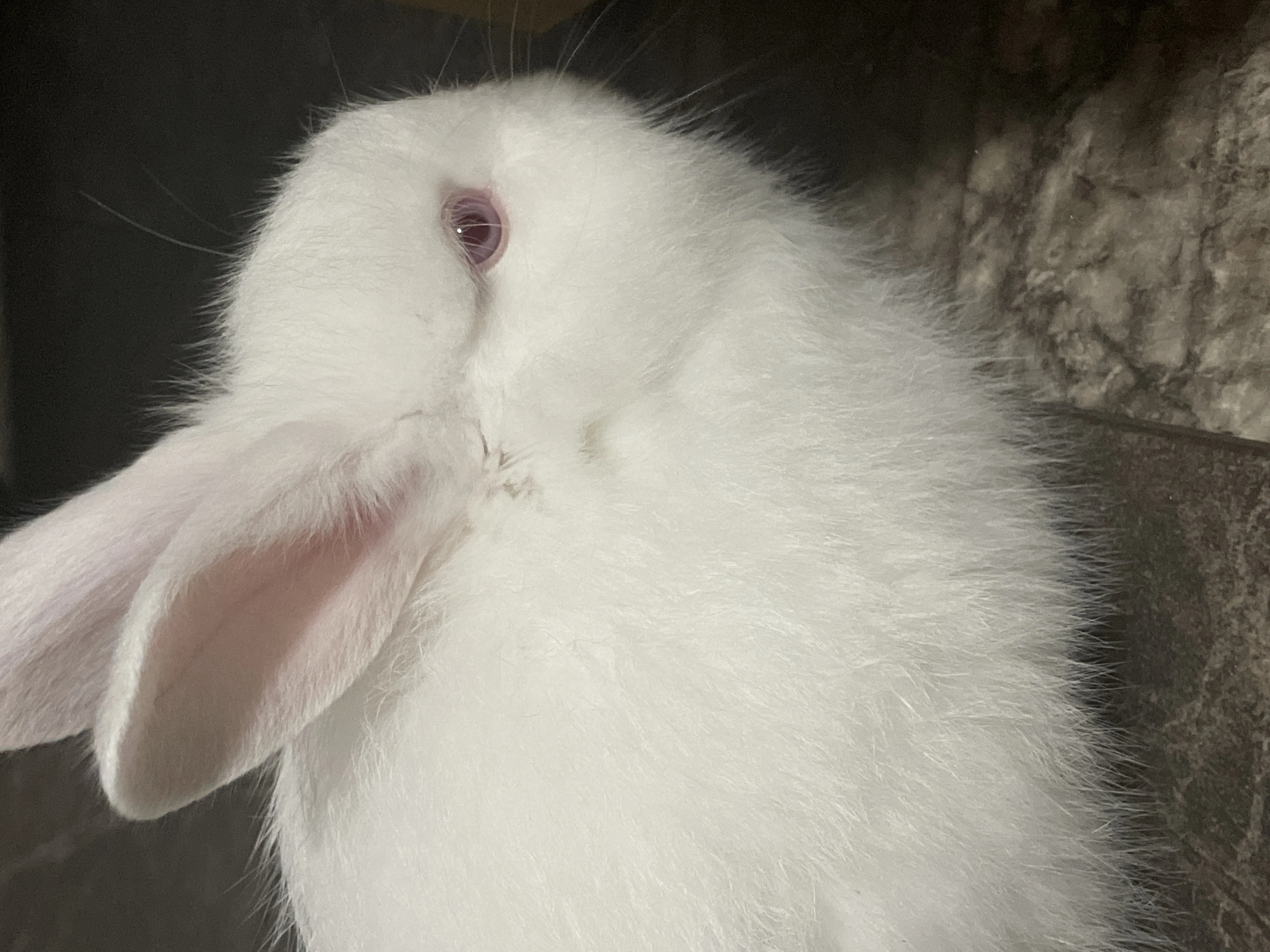 CUDDLES IN REAL LIFE ***ALMOST DIED**** | Fandom