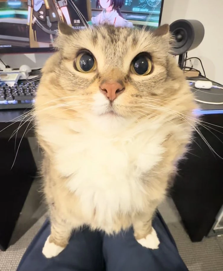 Would likely write something here, I'll think about it. | Fandom