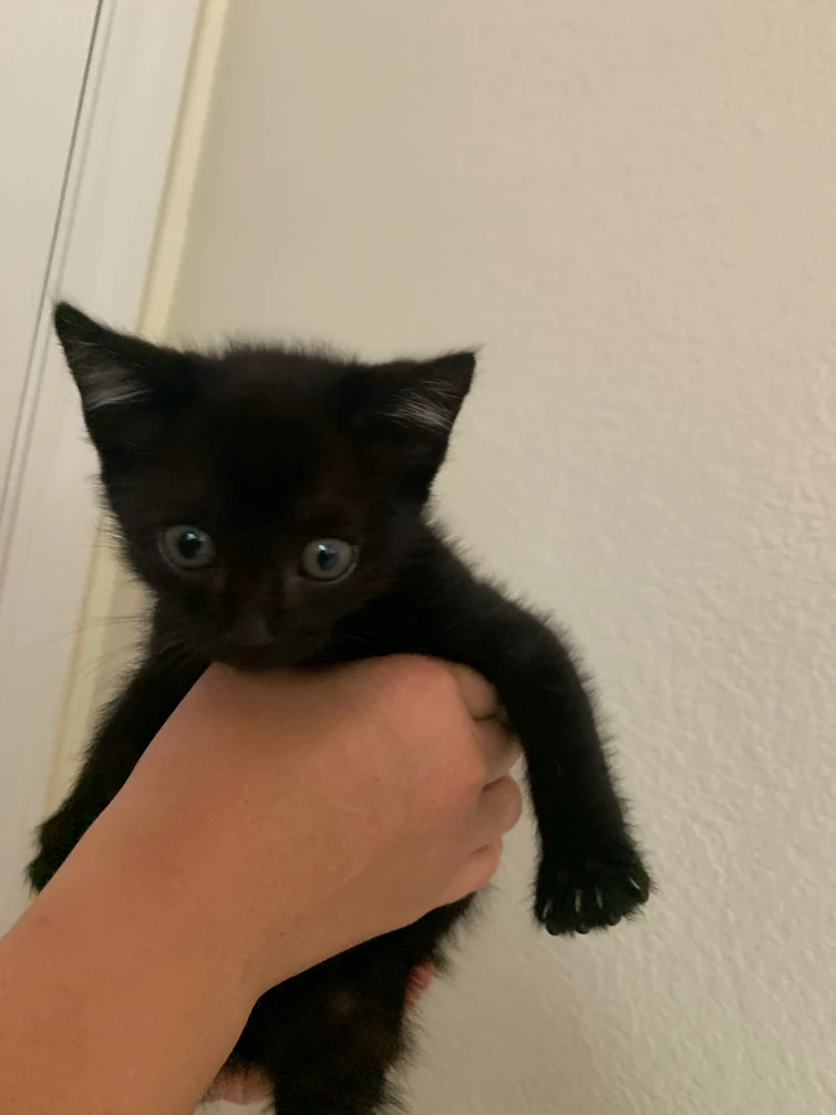 nezuko is a cat: CONFIRMED | Fandom