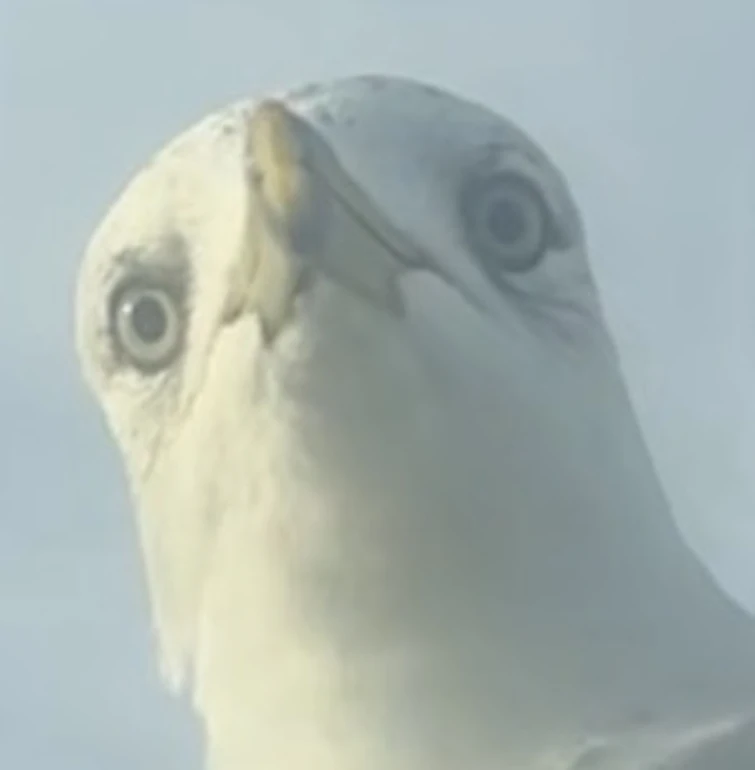 Chaos Zone (Offtopic Thread) | Fandom