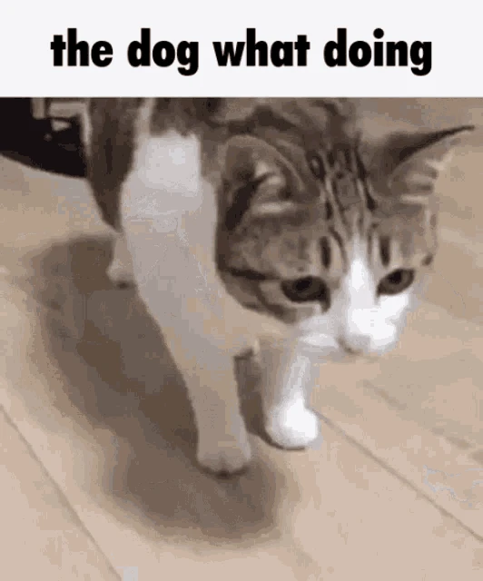 The dog what doing | Fandom