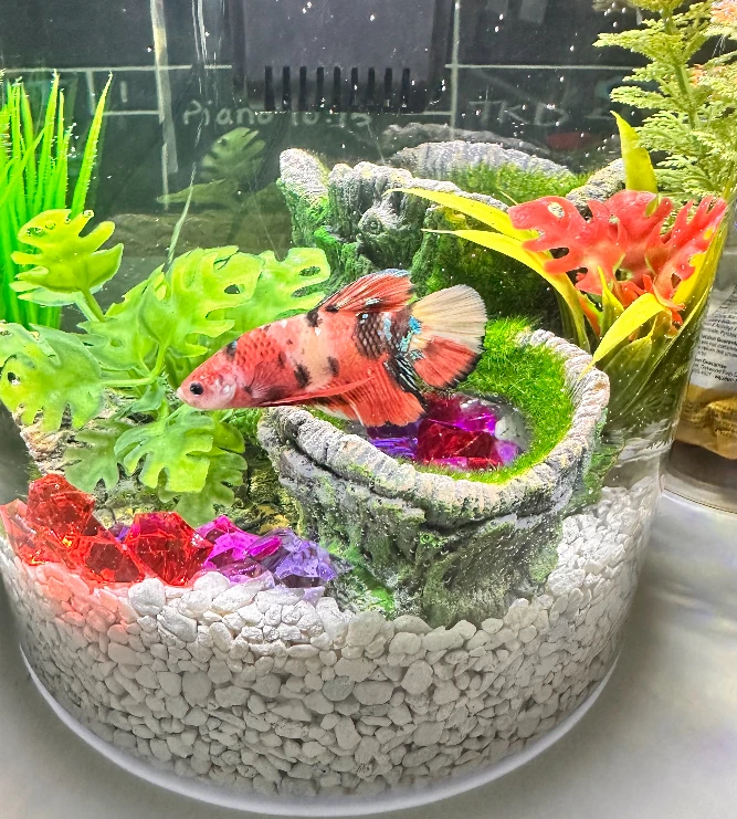 Since my old fish Piko died I got a new one | Fandom